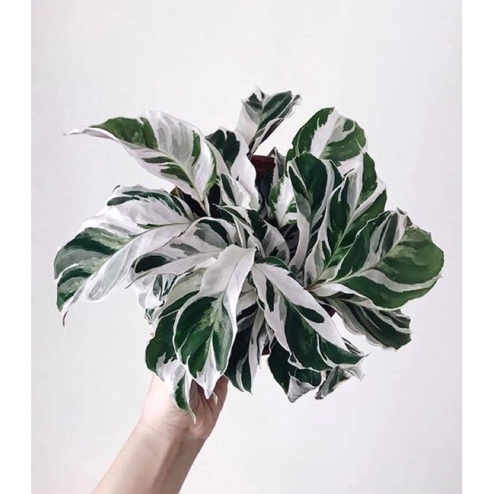 Jual Tanaman hias chalathea tissue-white fusion-meranti tisu-tanaman ...