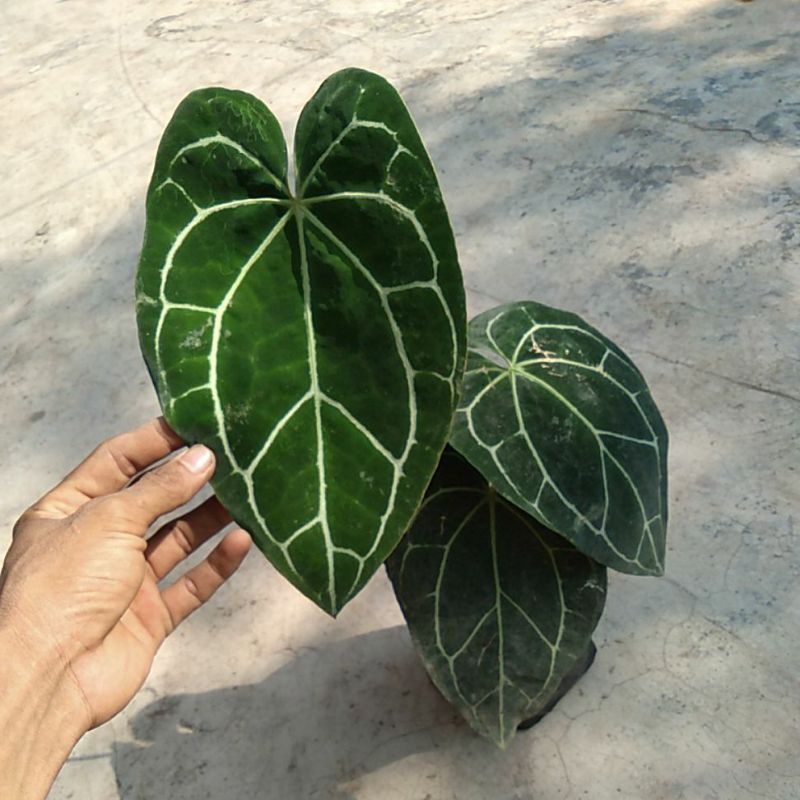 Jual kuping gajah mini | Shopee Indonesia