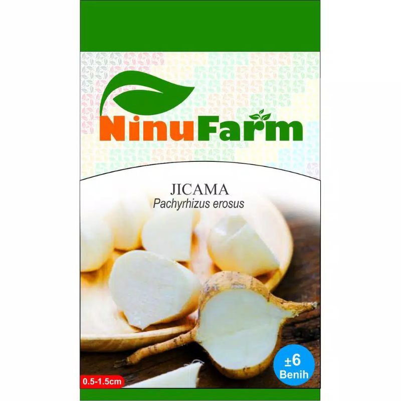 Jual BENIH BENGKOANG / BIBIT BENGKOANG JICAMA | Shopee Indonesia