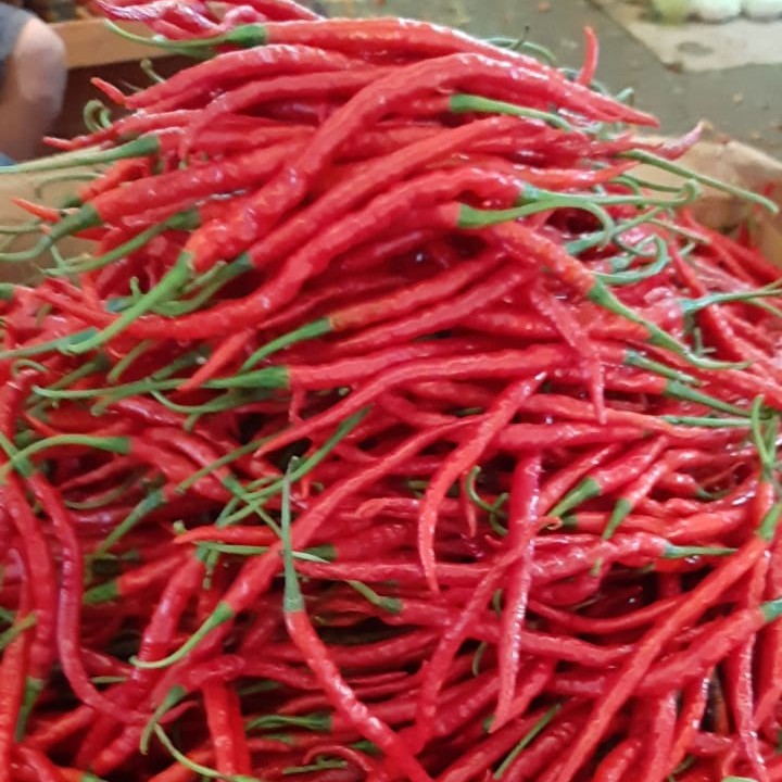 Jual Sayur Segar- Cabe Merah Keriting 250 gr 500 gr 1 kg | Shopee Indonesia