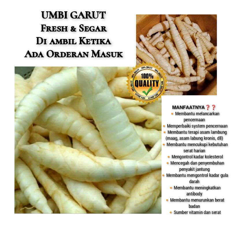 Jual UMBI GARUT FRESH SEGAR 1 KG KAYA MANFAAT | Shopee Indonesia