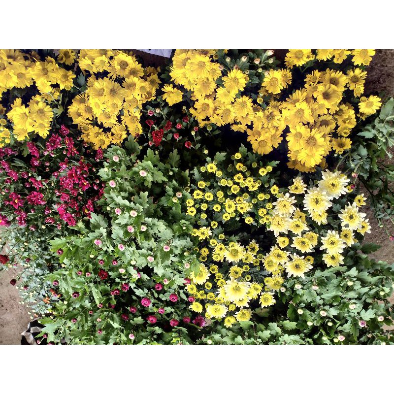 Jual Tanaman Hias Bunga Krisan Hidup Murah Cantik Kualitas A+ Sudah ...