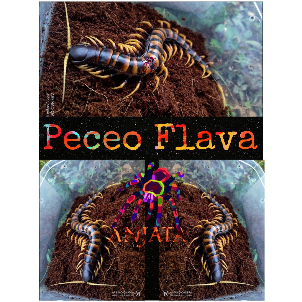 Jual New model Aksesoris Type Centipede Piceo Peceo Flava | Shopee ...