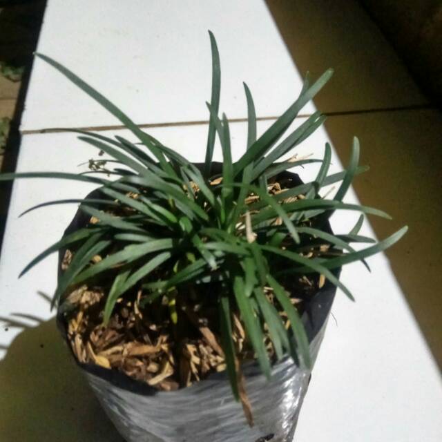 Jual Tanaman hias kucai mini/rumput gunung | Shopee Indonesia