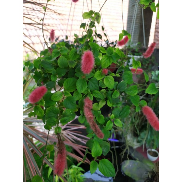 Jual Tanaman hias bunga gantung ekor kucing strawberry firetails ...