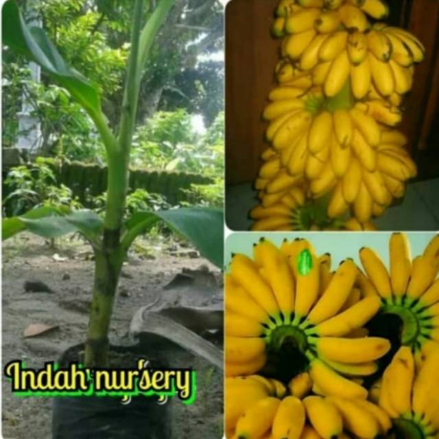 Jual Bibit buah pisang mas Kirana (emas Kirana) | Shopee Indonesia Jual Bibit buah pisang mas Kirana (emas Kirana) | Shopee Indonesia