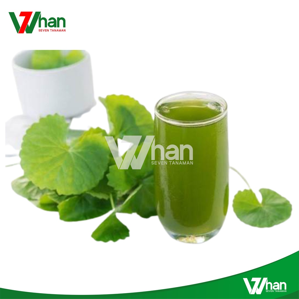 Jual DAUN PAGAGAN ANTANAN 100 GRAM WHAN7 TANAMAN | Shopee Indonesia