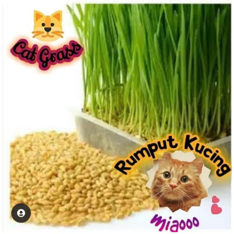 Jual Wheatgrass, rumput kucing,makanan rumput kucing rumput gandum ...