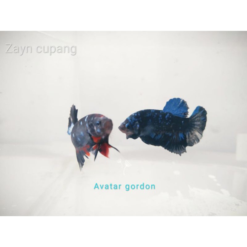 Jual Avatar gordon top grade | Shopee Indonesia