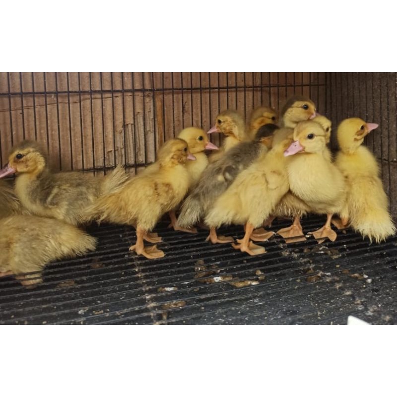 Jual Anak entok / mentok Rambon Asli | Shopee Indonesia