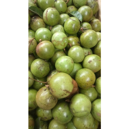 Jual BUAH KENITU /apel susu/ sawo hijau /sawo ijo/maneccu(1kg) | Shopee ...