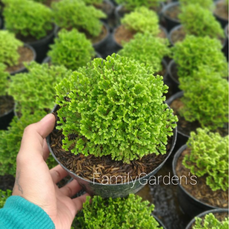 Jual Tanaman Hias Lumut Ambon / Ande-ande Lumut / Moss Ambon | Shopee ...