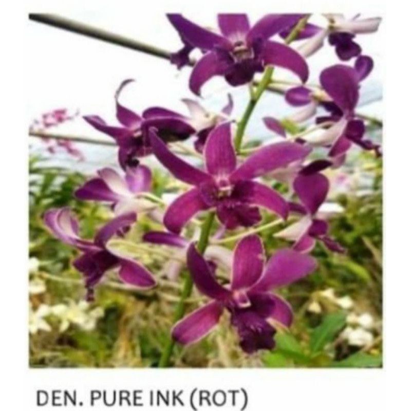 Jual ANGGREK DENDRO PURE INK (25K) | Shopee Indonesia