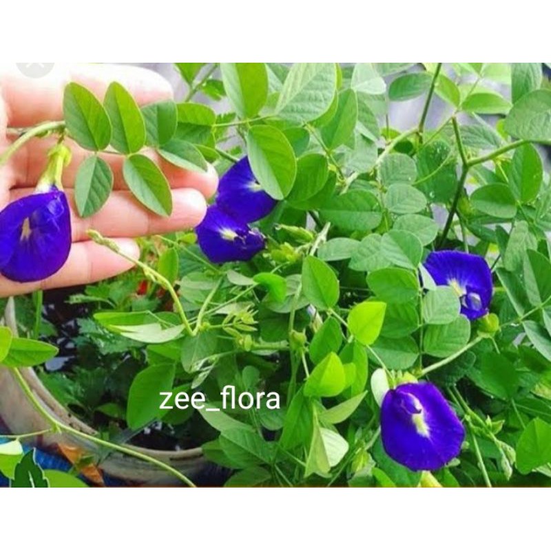 Jual pohon bunga telang | Shopee Indonesia