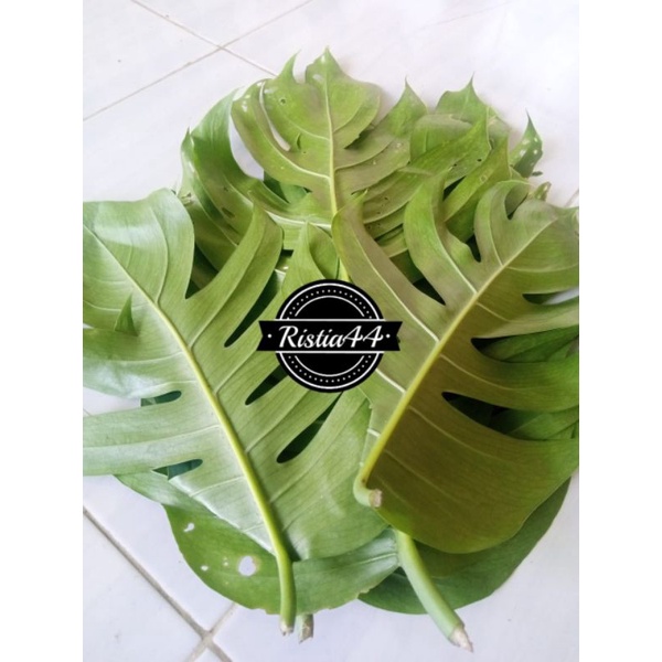 Jual Daun Ekor Naga Segar Per 1kg | Shopee Indonesia
