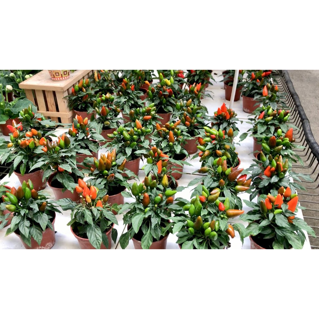 Jual STM Bibit Cabe Hias Pelangi Benih Tanaman Sayuran Cabai Carolina ...