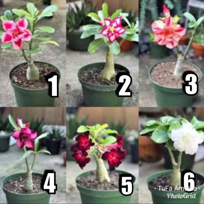 Jual pohon adenium bunga tumpuk murah | Shopee Indonesia