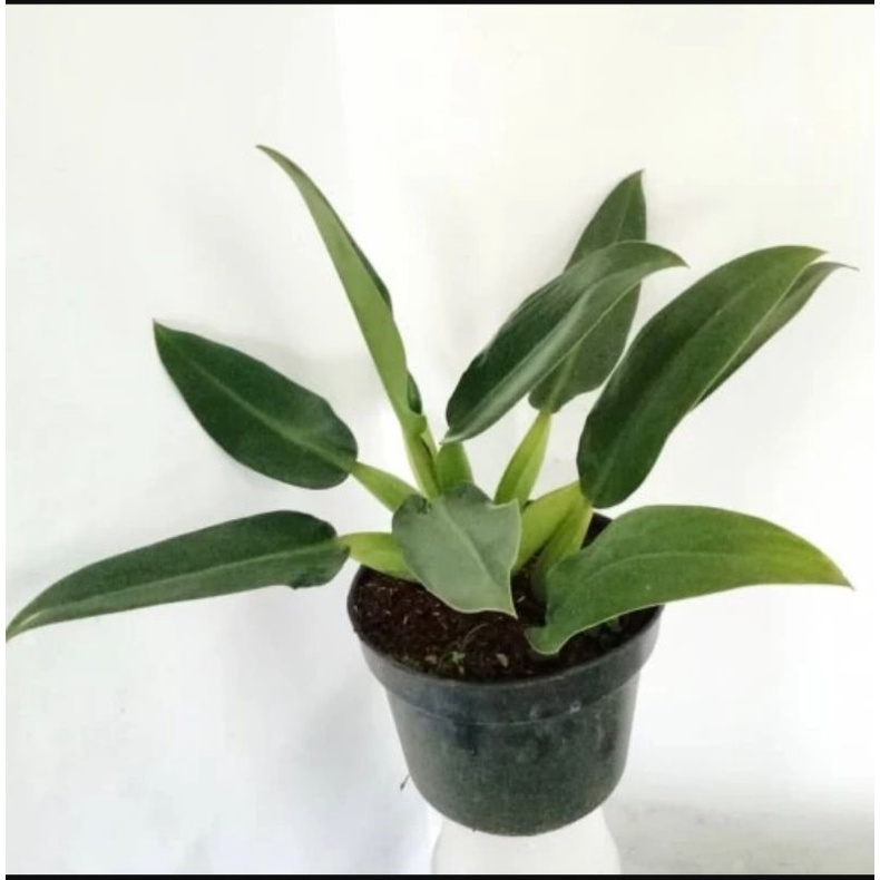 Jual Tanaman Philo/Pilo Katak Ukuran L(besar) 100% ORIGINAL Sesuai ...