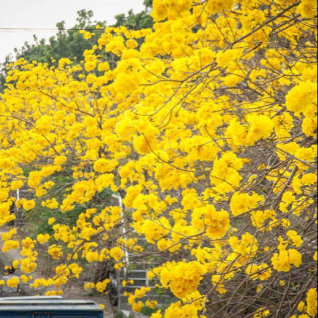 Jual Tanaman hias tabebuya bunga kuning tinggi 50-60cm - pohon tabebuya ...