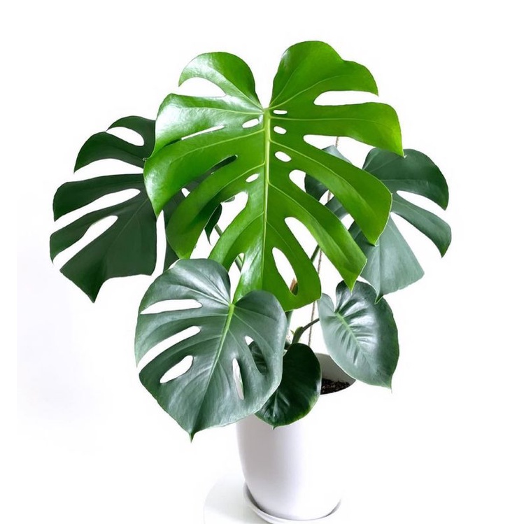 Jual Promo!Real Tanaman hias Monstera King/Monstera King Deliciosa ...