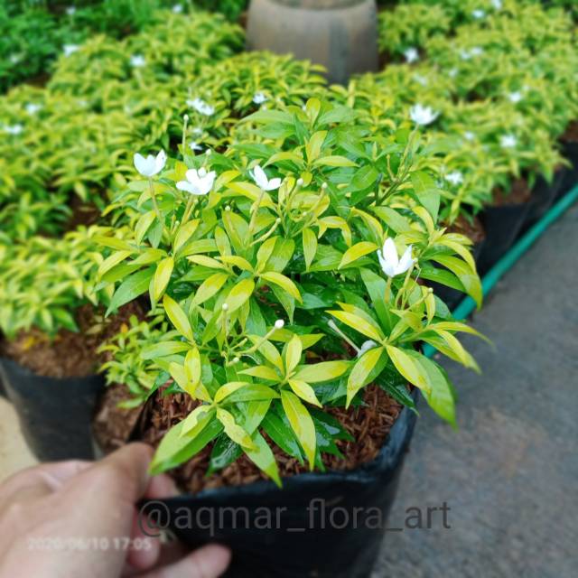 Jual Tanaman Hias Sabrina Golden Tanaman Rombusa Tanaman Outdoor ...