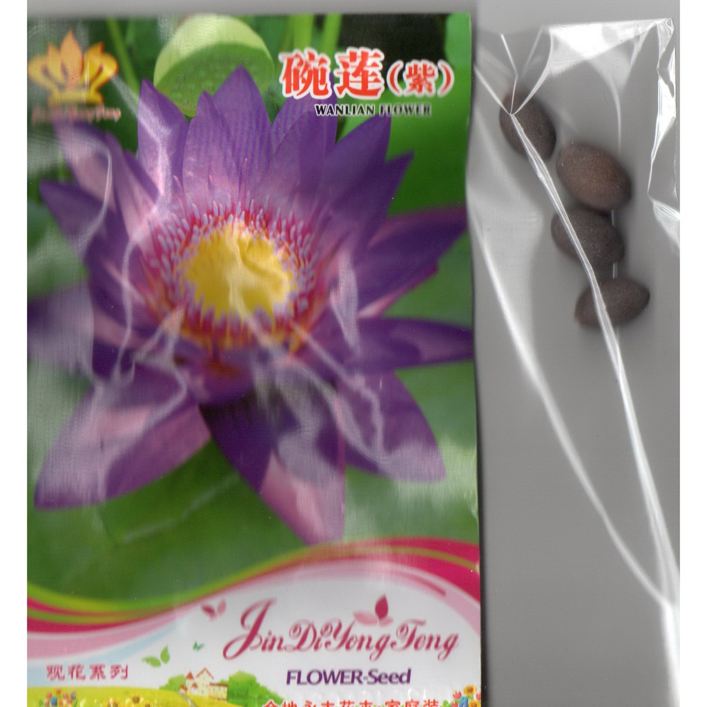 Jual (4 Biji) Bunga Teratai Ungu (B0195) | Shopee Indonesia