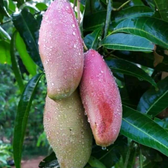 Jual bibit mangga red ivory cepet buah asli super | Shopee Indonesia