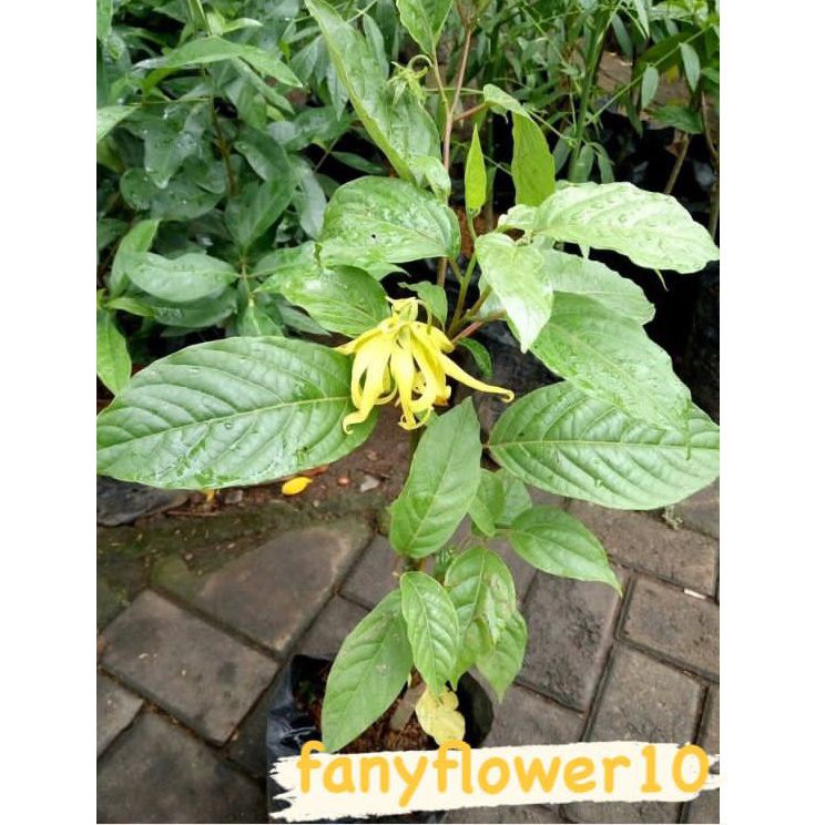 Jual Pohon Bunga Kenanga | Aroma bunga sangat harum | Shopee Indonesia