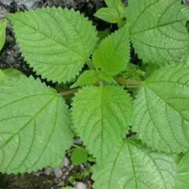Jual daun jelatang daun gatal daun pulus segar per 5 tangkai pohon ...