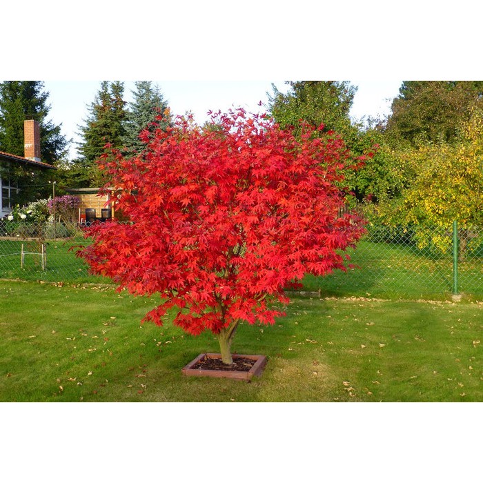 Jual SUPER MURAH - BIBIT MAPLE JEPANG INAZUMA TREE RED MAPLE POHON ...