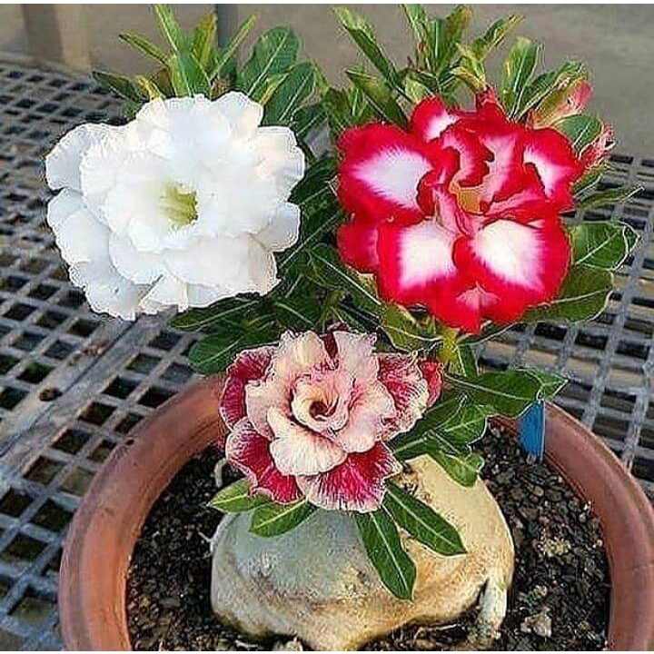 Jual Tanaman hias adenium 3 warna /BUNGA HIDUP TANAMAN HIAS HIDUP/BUNGA ...