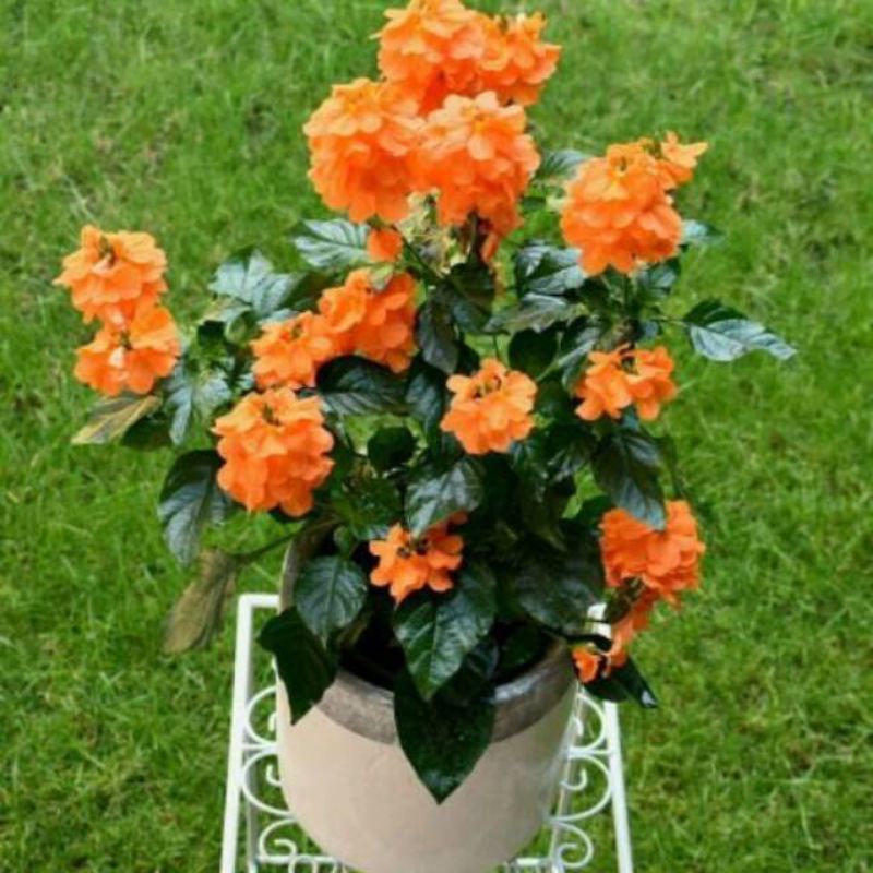 Jual pohon rossandra bunga oren | Shopee Indonesia