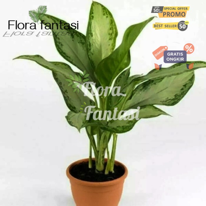 Jual MURAHH!! Tanaman hias hidup aglonema Sri rezeki bunga (Tanaman ...