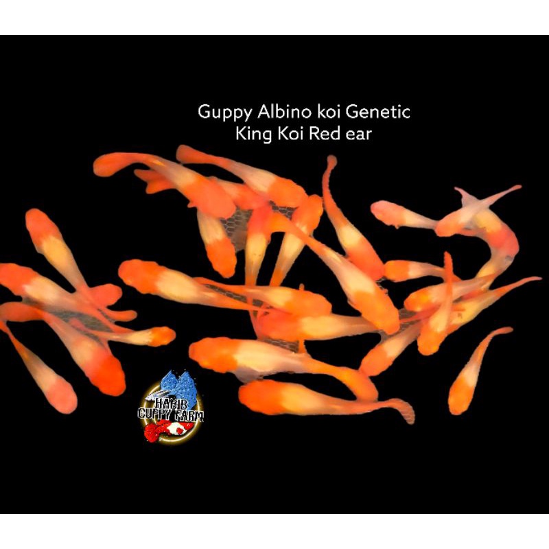 Jual Guppy Albino koi gen red ear hiasan aquarium | Shopee Indonesia