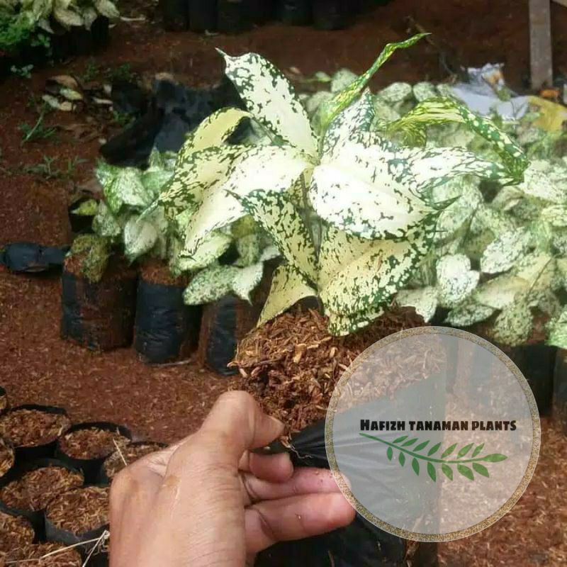 Jual Tanaman Hias Dracena Florida / Beras Tumpah - Dracena Florida ...