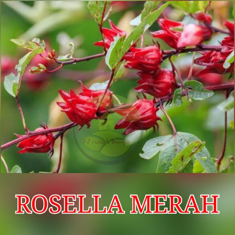 Jual Benih Biji Bunga Rosella Merah | Shopee Indonesia
