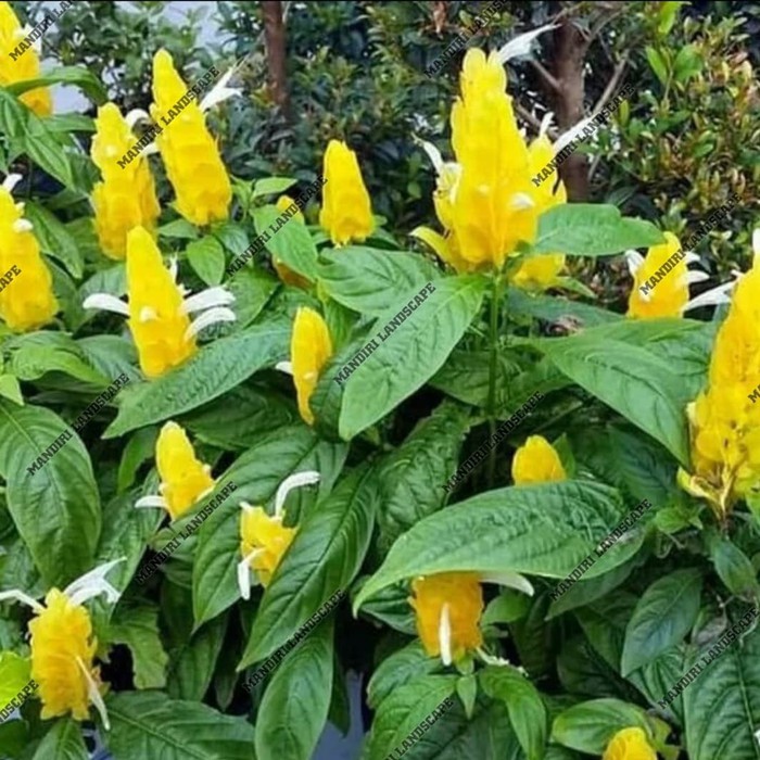 Jual PROMO!! Tanaman Hias Bunga Lolipop - Bunga Lolipop Kuning | Shopee ...