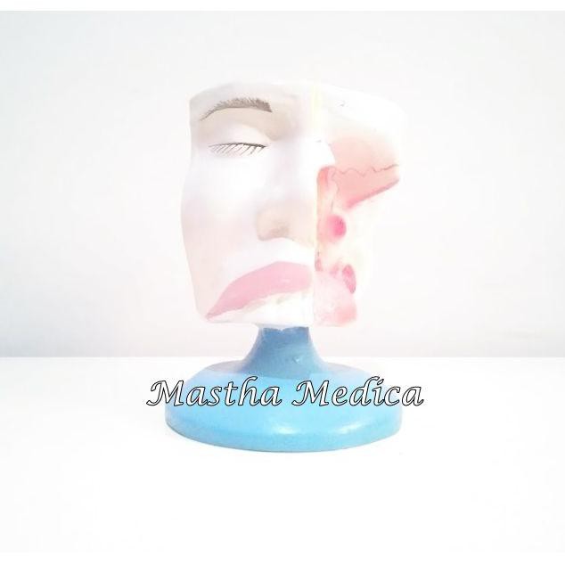 Jual Manekin Torso Kerangka Anatomi Manusia Model Hidung | Shopee Indonesia