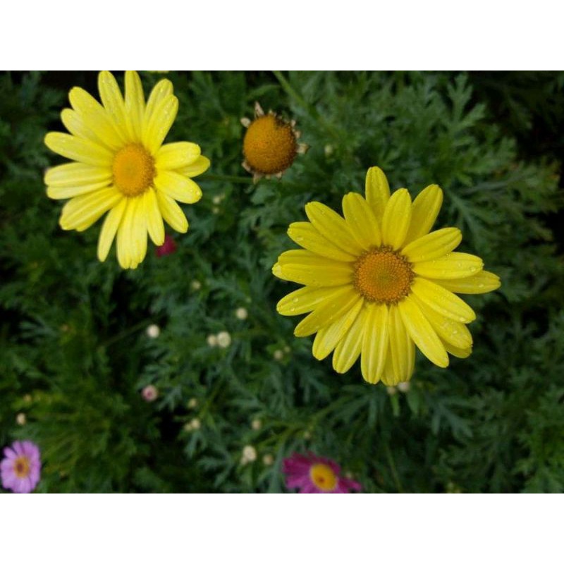 Jual bunga daisy/tanaman bunga daisy kuning rimbun murah | Shopee Indonesia