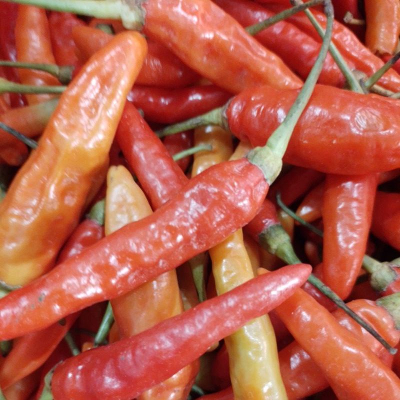 Jual CABAI RAWIT MERAH 1KG FRESH | Shopee Indonesia