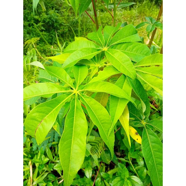 Jual Daun randu sagar 500gram | Shopee Indonesia
