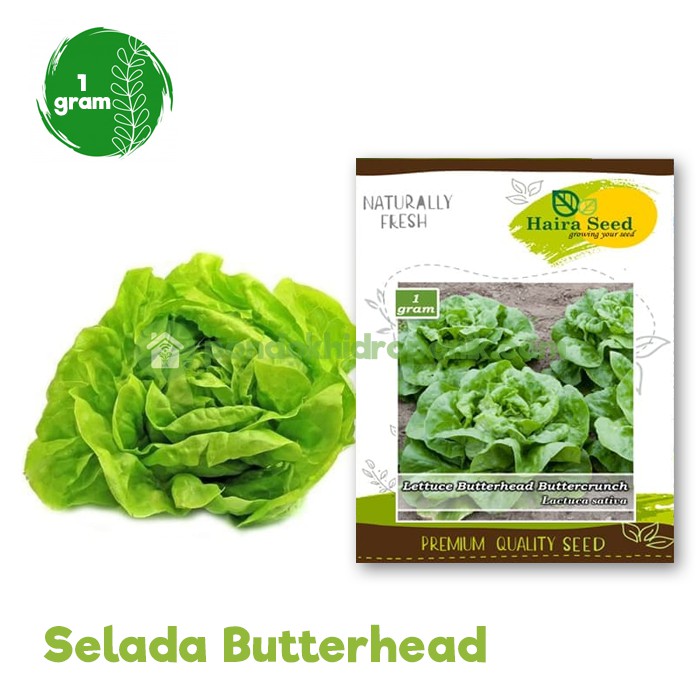 Jual Benih-Bibit Selada Butterhead Buttercrunch (Haira Seed) | Shopee ...
