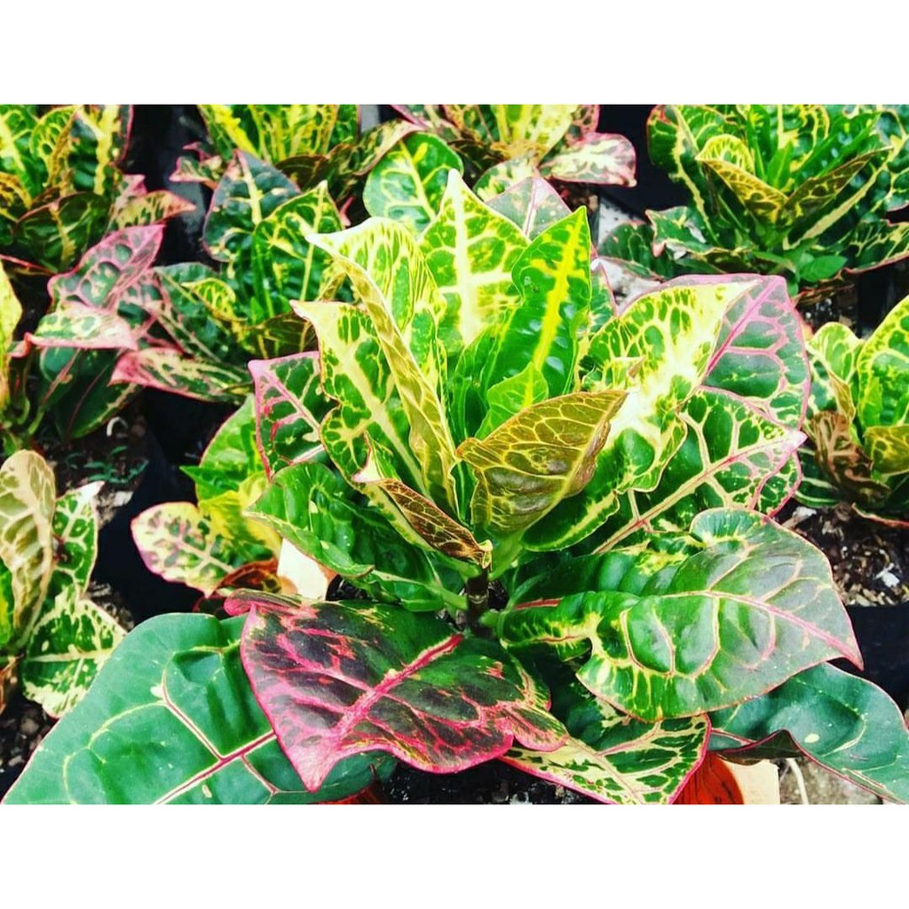 Jual tanaman bunga hias hidup puring kura | Shopee Indonesia