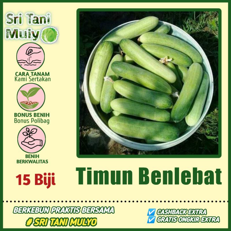 Jual 15 Biji - Benih Timun Lalap Unggul BENLEBAT - Mudah Tumbuh, Bibit ...
