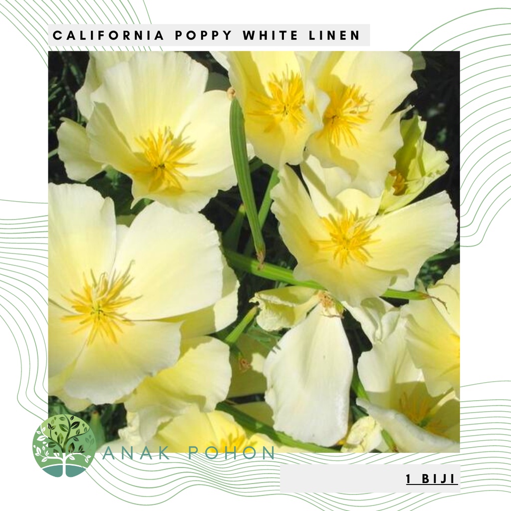 Jual Benih Bibit Biji - Bunga California Poppy White Linen Flower Seeds ...