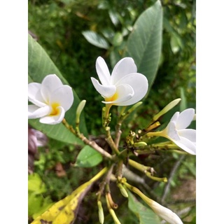 Jual Kamboja putih, tanaman hias, tanaman perindang, tanaman penyejuk ...