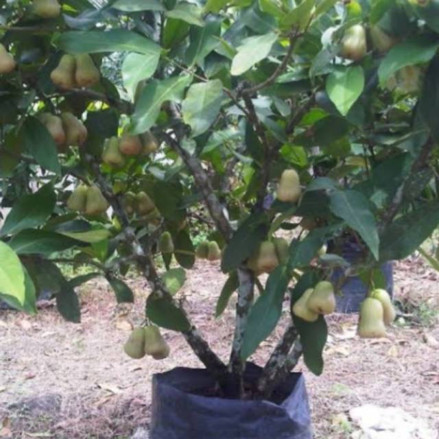 Jual Jual pohon jambu air madu deli, tinggi 2 meter lebih, sudah ...