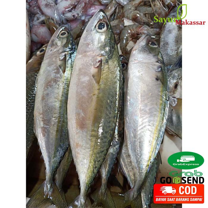 Jual Ikan Kembung / Katombo Segar 1 Pack sudah dibersihkan Fresh Fish ...