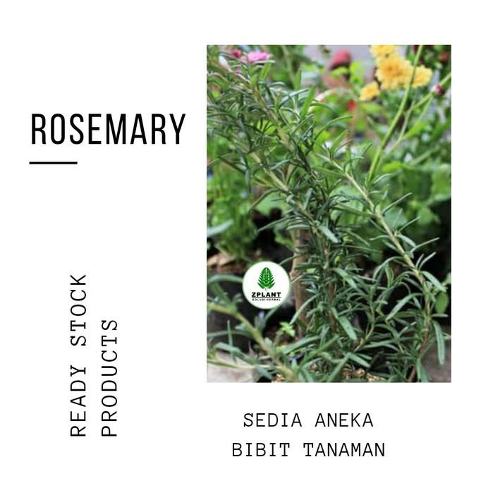 Jual BIBIT TANAMAN ROSEMARY POHON DAUN BUMBU MASAK TERBAIK | Shopee ...