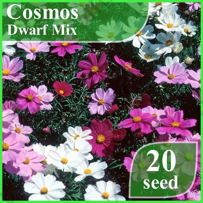 Jual Ini Benih Bunga Cosmos Dwarf Mix Bibit Tanaman Warna Isi 20 Haira ...